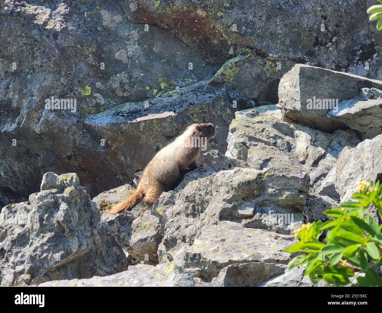 Hoary Marmot (Marmota caligata Stock Photo - Alamy