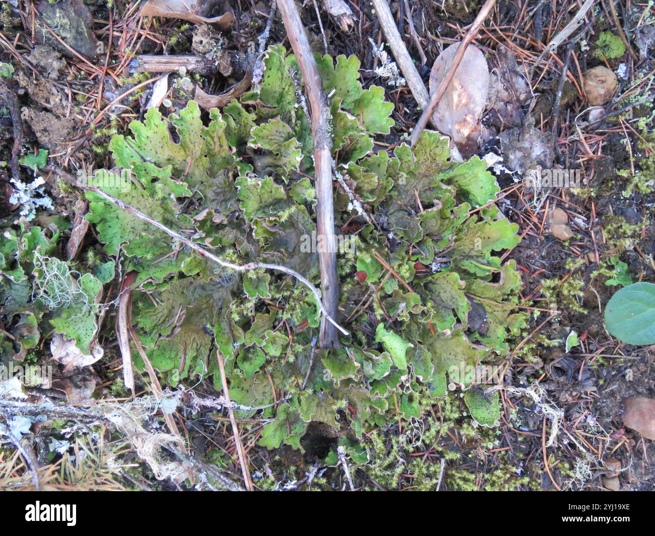 freckled pelt lichen (Peltigera aphthosa Stock Photo - Alamy