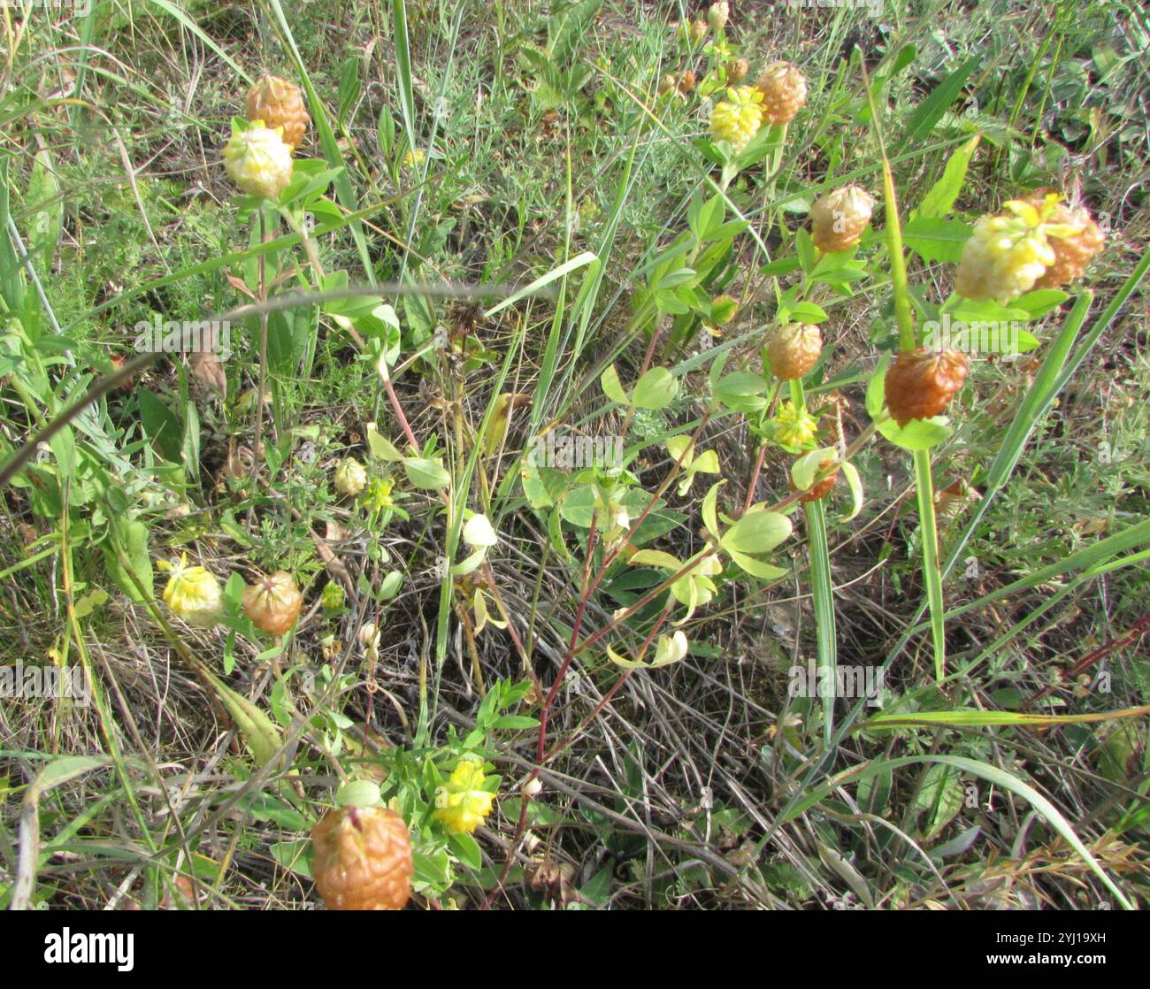 large hop clover (Trifolium aureum Stock Photo - Alamy