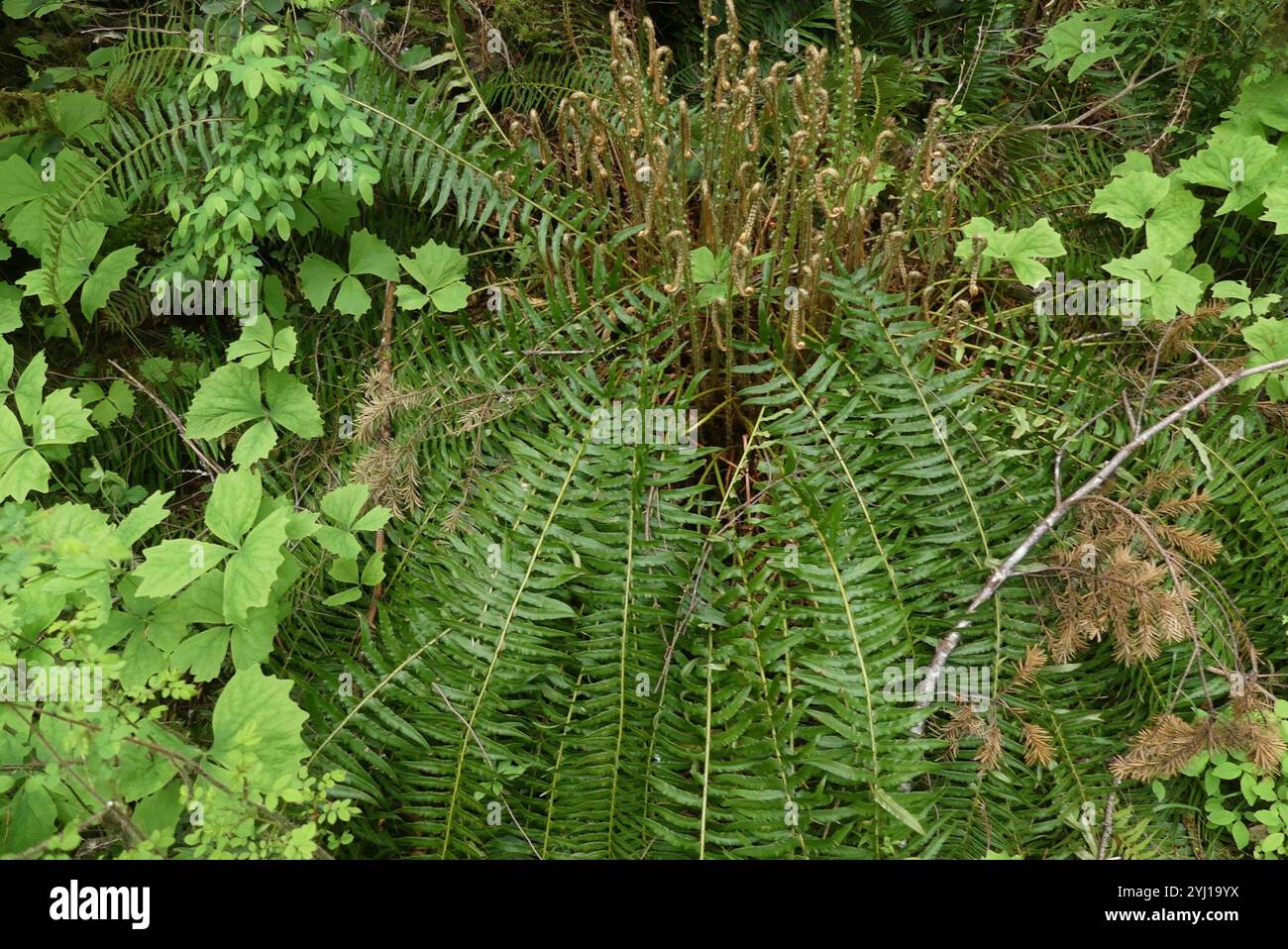 western sword fern (Polystichum munitum Stock Photo - Alamy