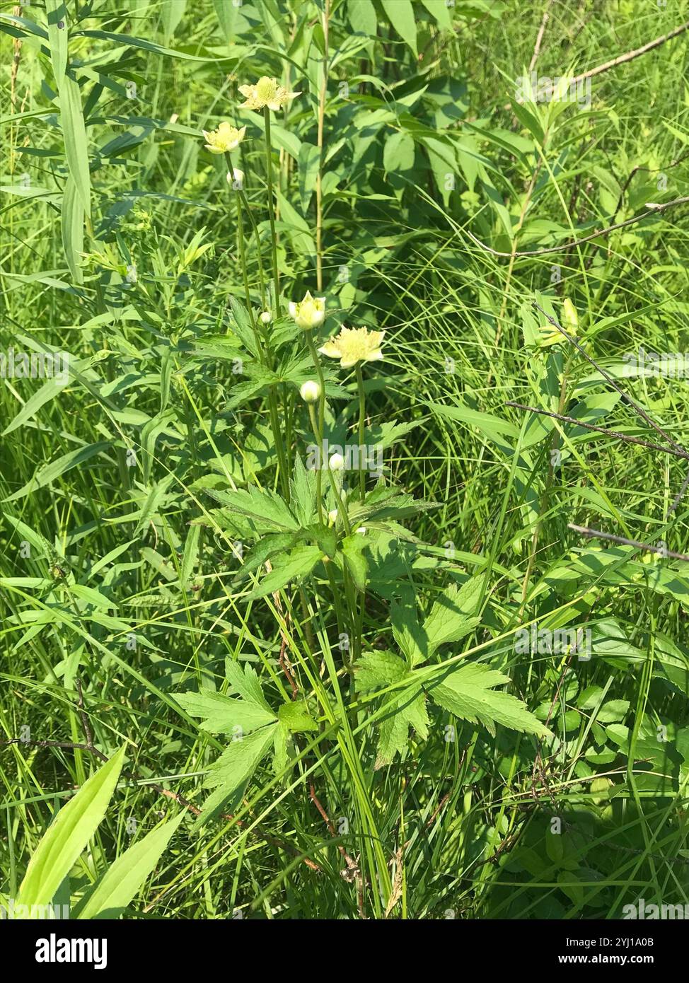 tall thimbleweed (Anemone virginiana Stock Photo - Alamy