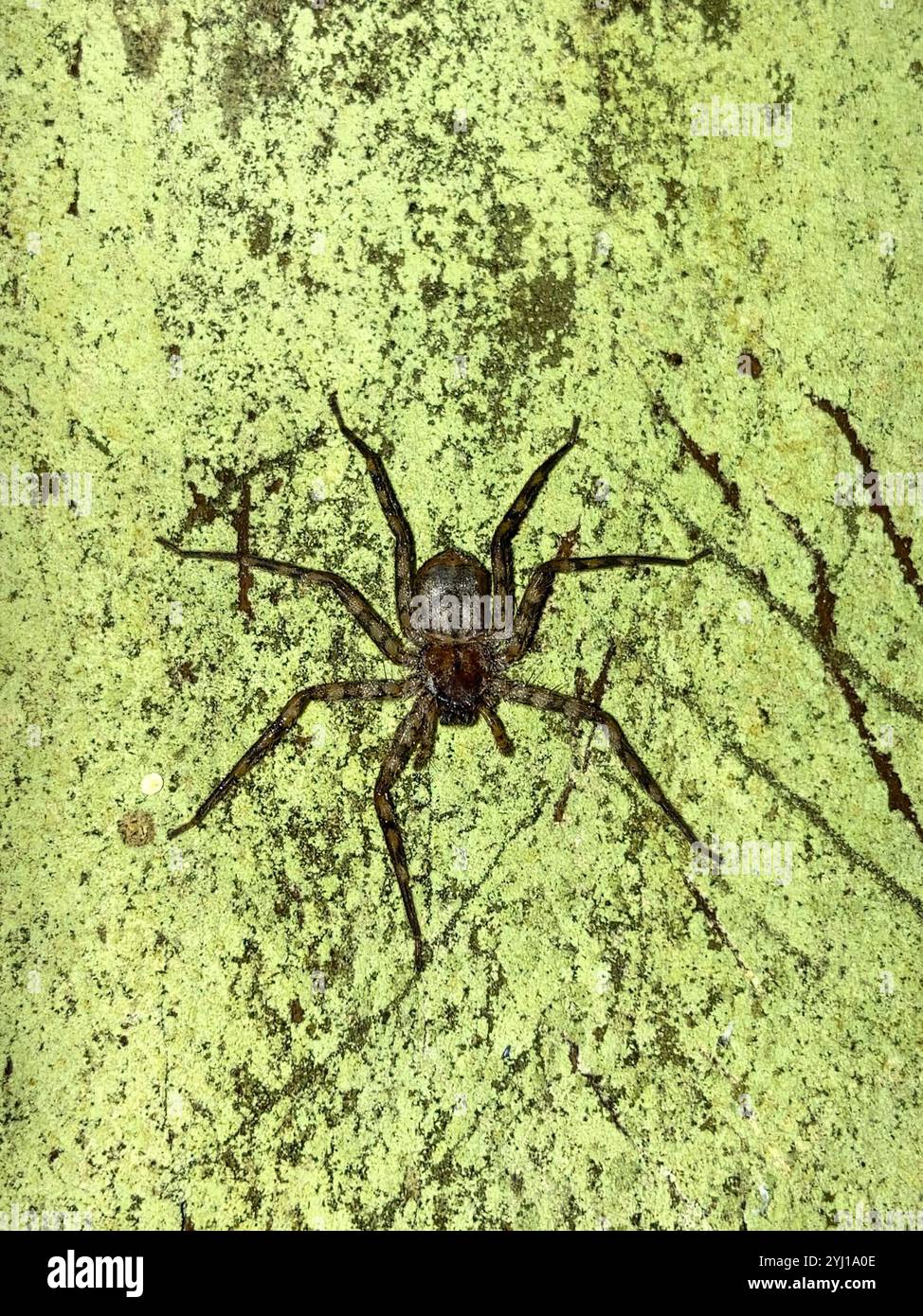 Crescent-eyed Spiders (Selenops Stock Photo - Alamy