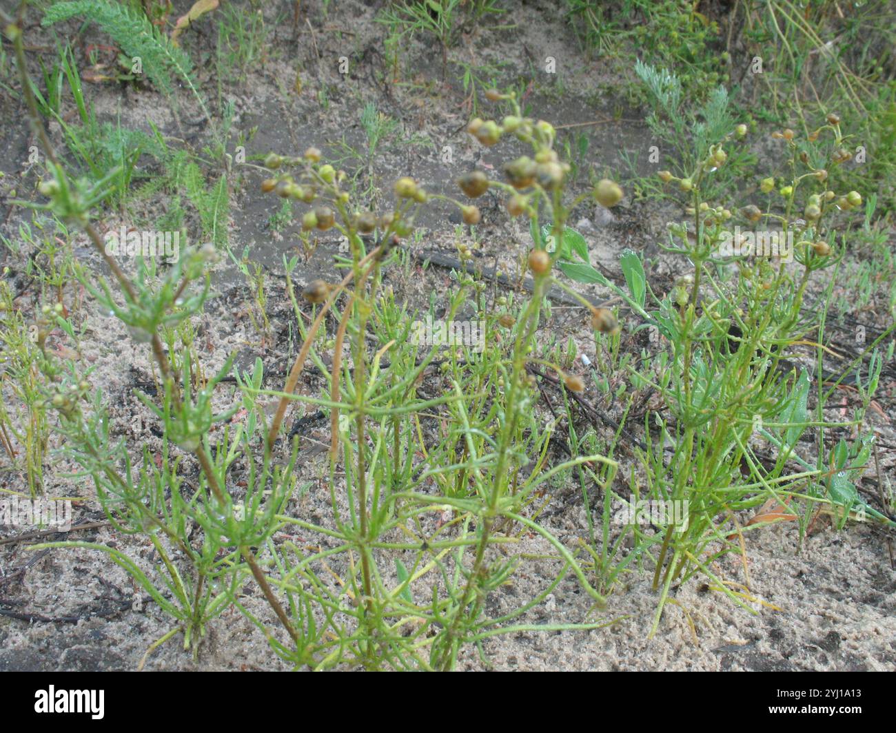 Corn spurrey (Spergula arvensis Stock Photo - Alamy