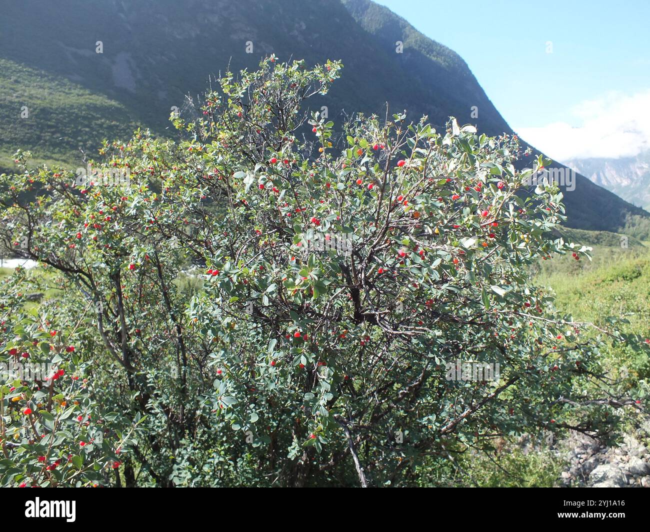 small-leaved honeysuckle (Lonicera microphylla Stock Photo - Alamy