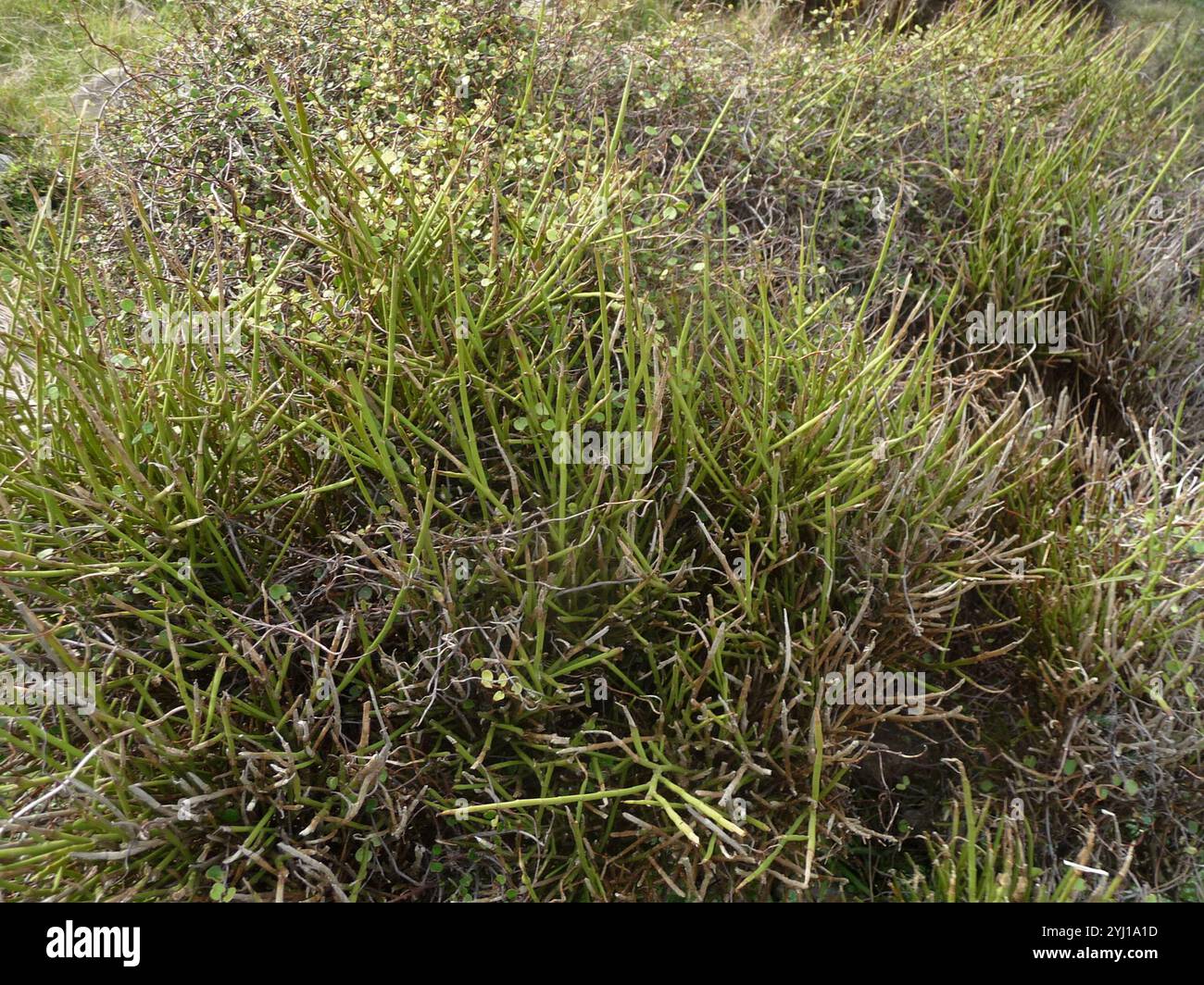 New Zealand common broom (Carmichaelia australis Stock Photo - Alamy