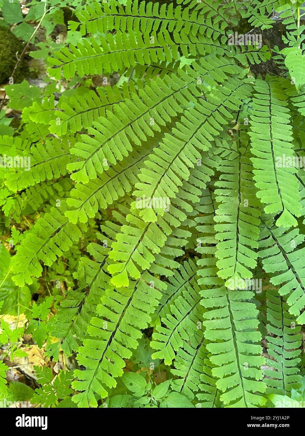 northern maidenhair fern (Adiantum pedatum Stock Photo - Alamy