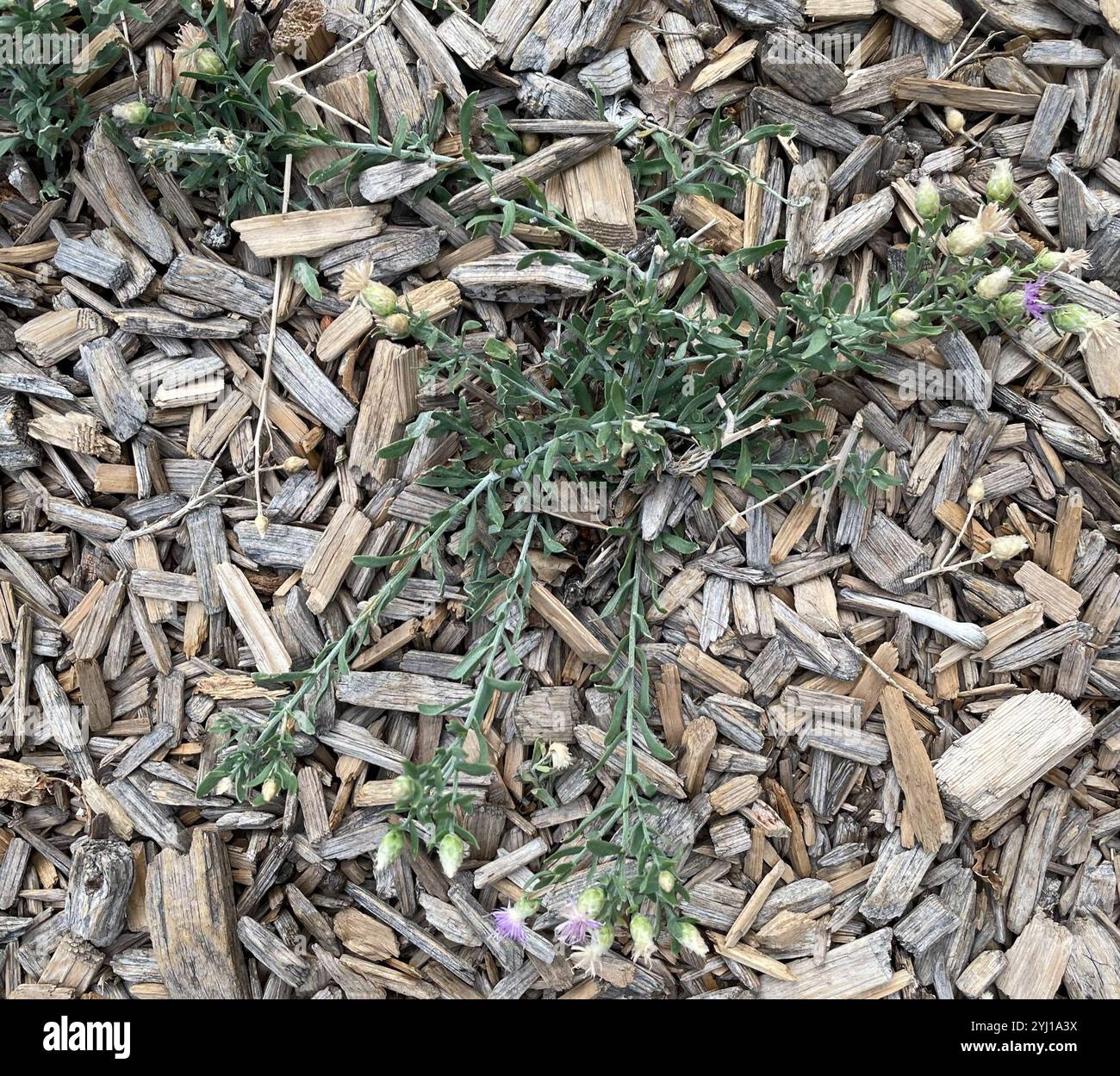 Russian knapweed (Rhaponticum repens Stock Photo - Alamy