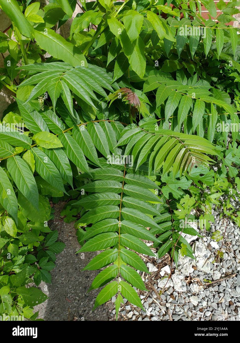 tree-of-heaven (Ailanthus altissima Stock Photo - Alamy