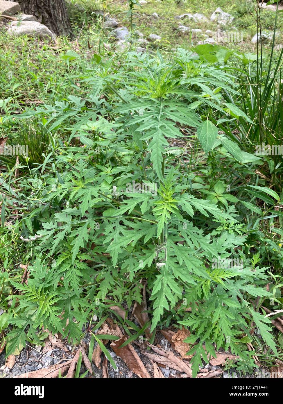 common ragweed (Ambrosia artemisiifolia Stock Photo - Alamy