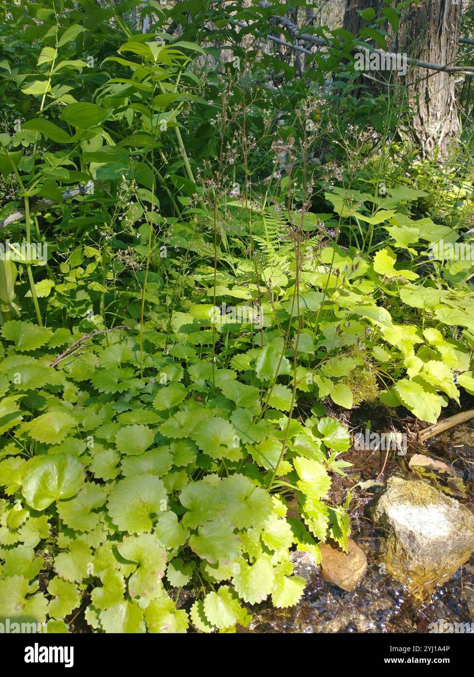 Micranthes odontoloma hi-res stock photography and images - Alamy