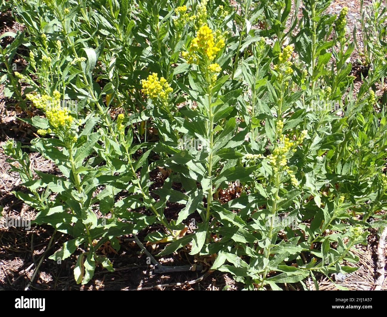 west coast Canada goldenrod (Solidago elongata Stock Photo - Alamy