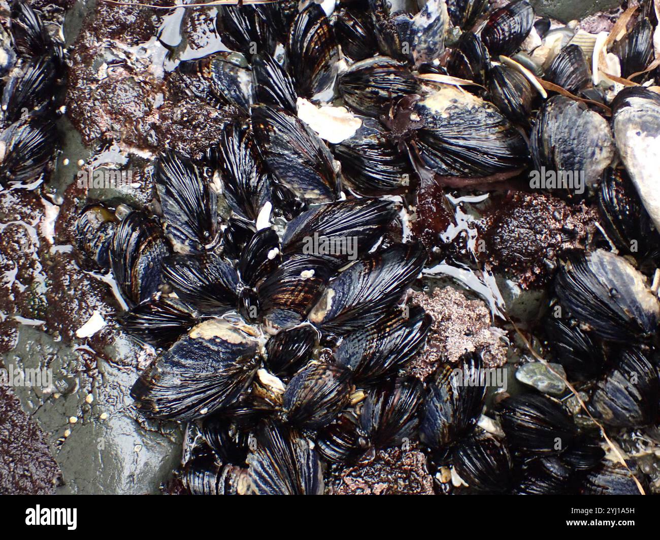 California Mussel (Mytilus californianus Stock Photo - Alamy