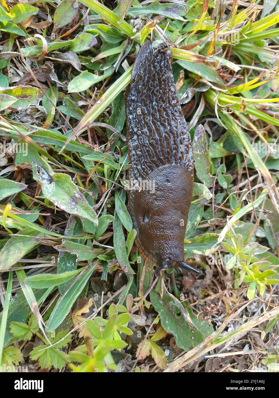 Spanish Slug (Arion vulgaris Stock Photo - Alamy