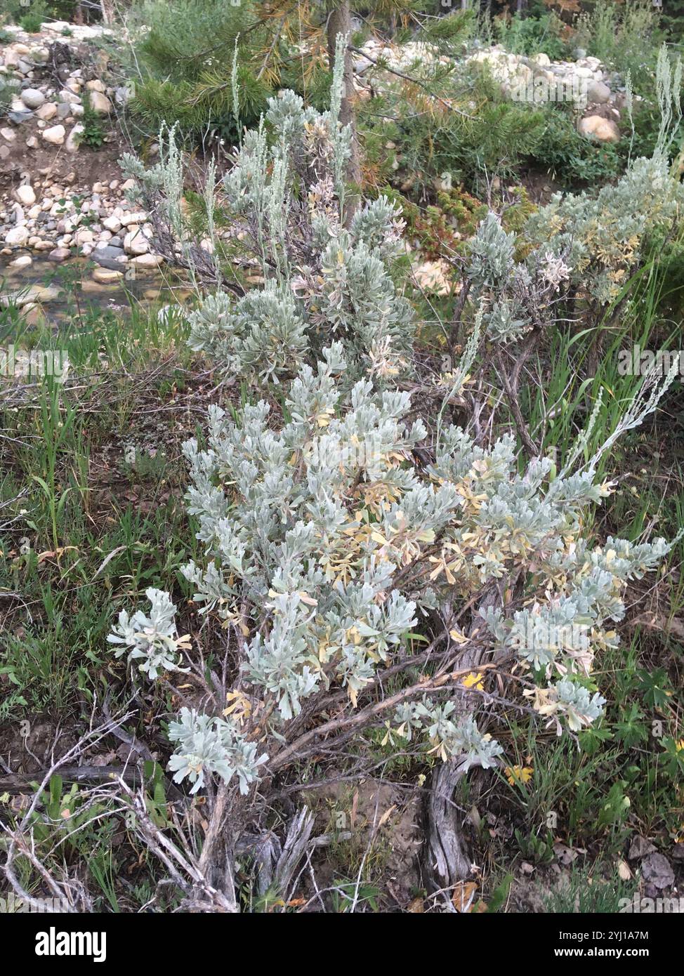 Big Sagebrush (Artemisia tridentata Stock Photo - Alamy