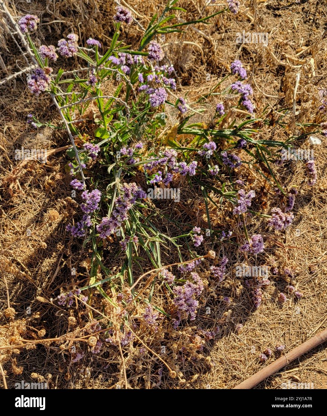 Blue statice (Limonium sinuatum Stock Photo - Alamy