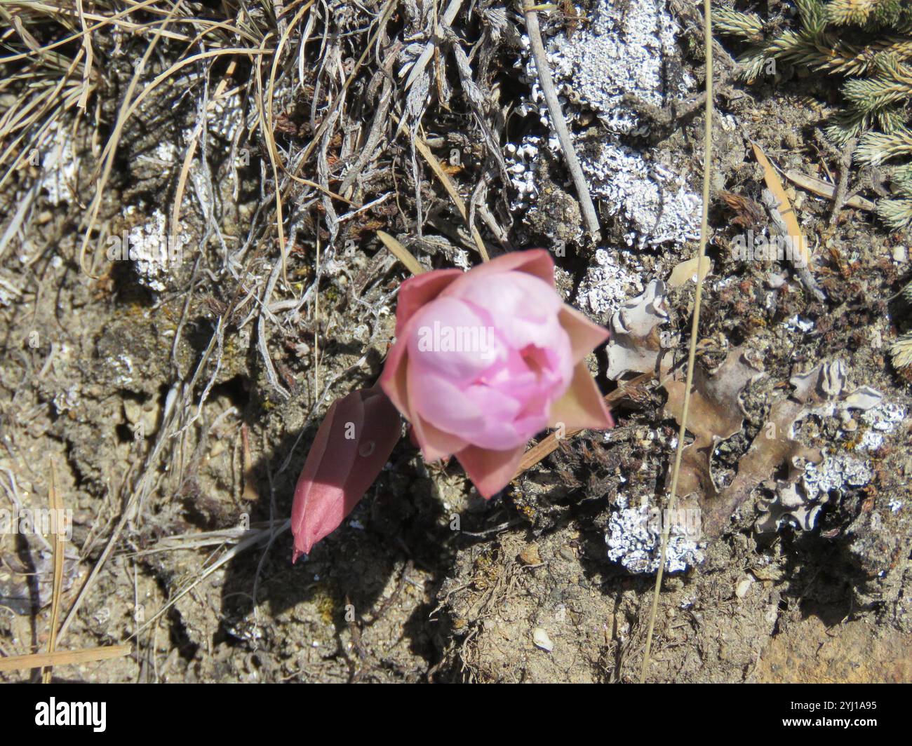 Bitterroot (Lewisia rediviva Stock Photo - Alamy