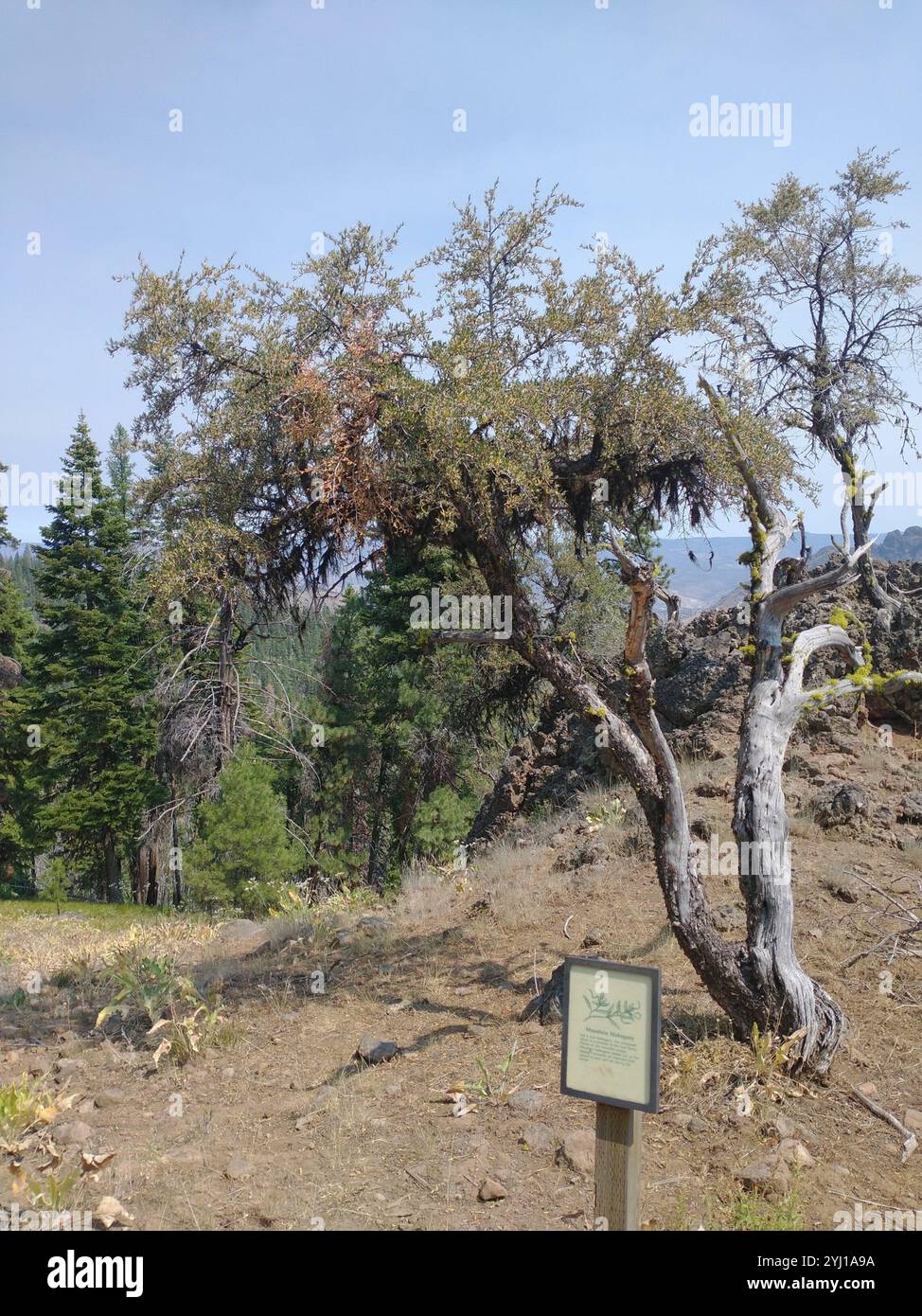 Curlleaf Mountain Mahogany (Cercocarpus ledifolius Stock Photo - Alamy