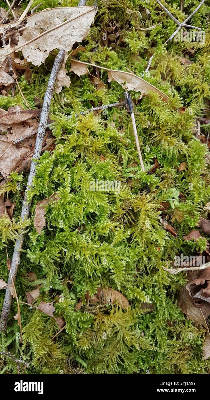 Oregon Beaked Moss (Kindbergia oregana Stock Photo - Alamy