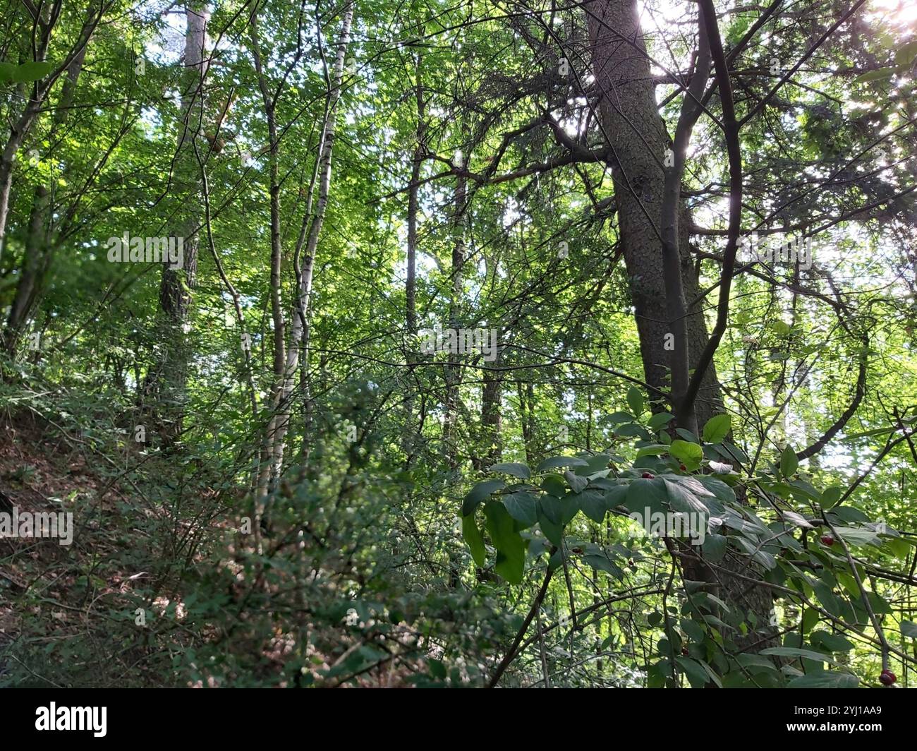 Wood Warbler (Phylloscopus sibilatrix Stock Photo - Alamy