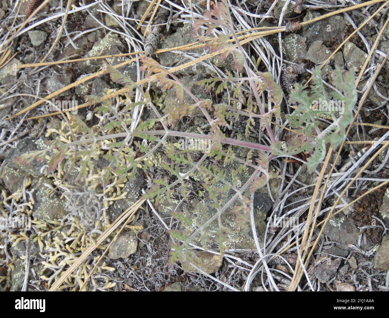 Bigseed hi-res stock photography and images - Alamy