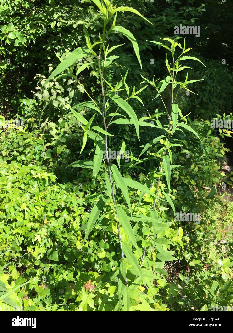 Sunflower microcephalus hi-res stock photography and images - Alamy