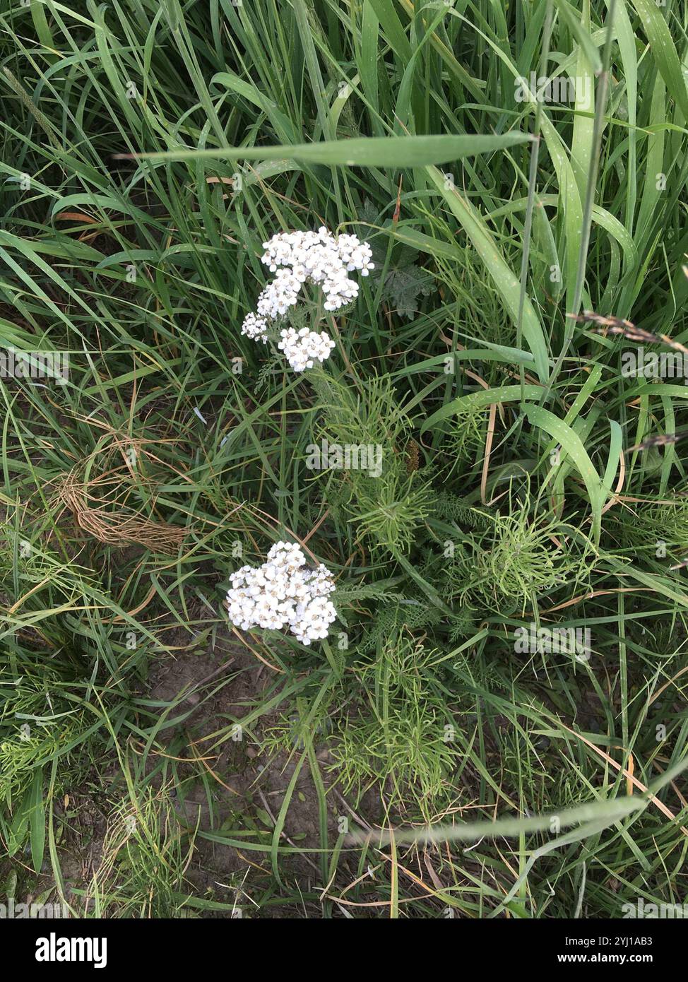 common yarrow (Achillea millefolium Stock Photo - Alamy