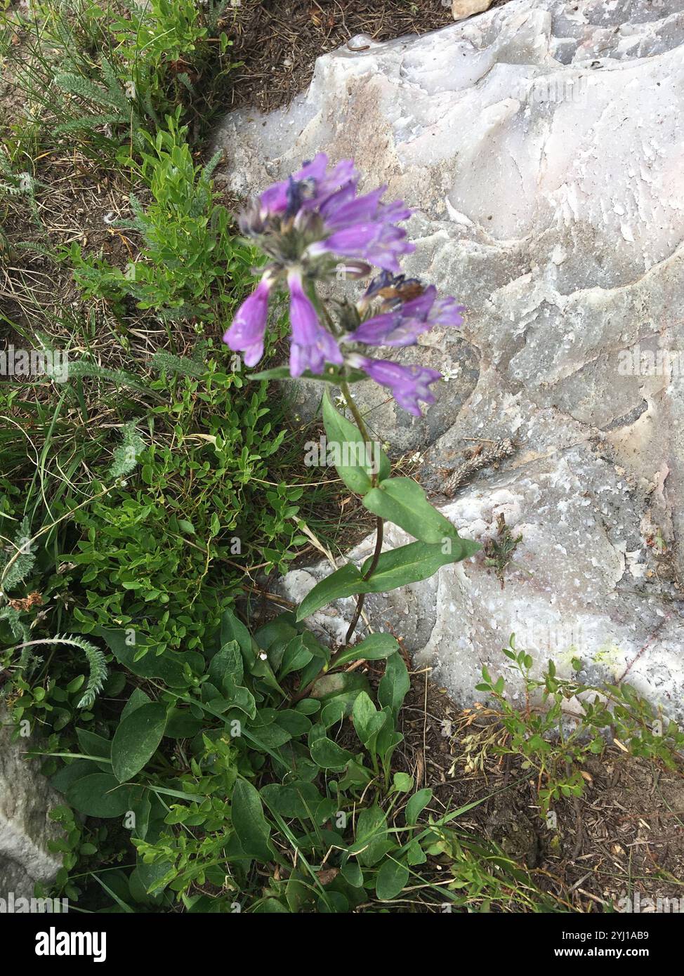 Whipple's penstemon (Penstemon whippleanus Stock Photo - Alamy
