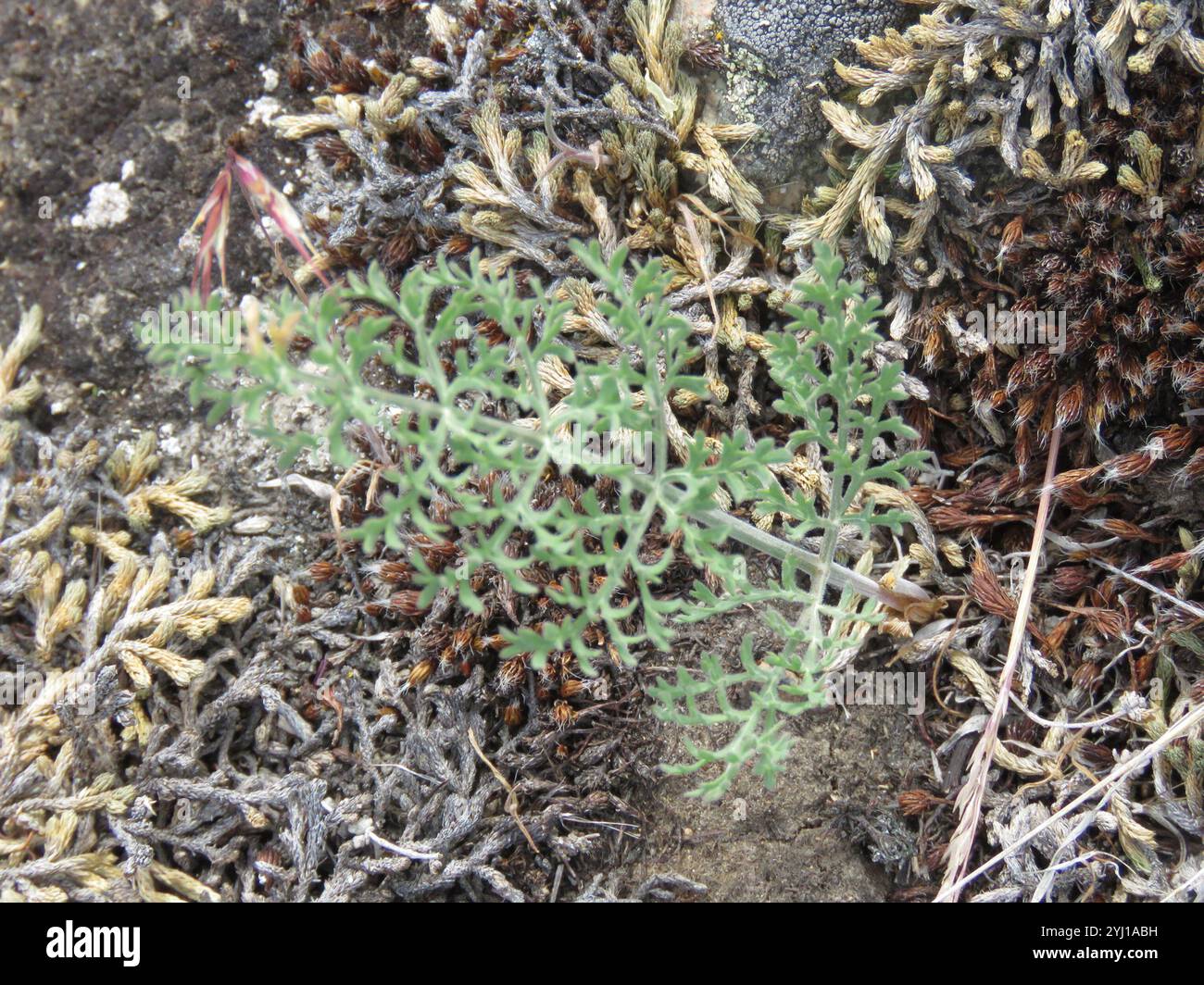 Bigseed hi-res stock photography and images - Alamy