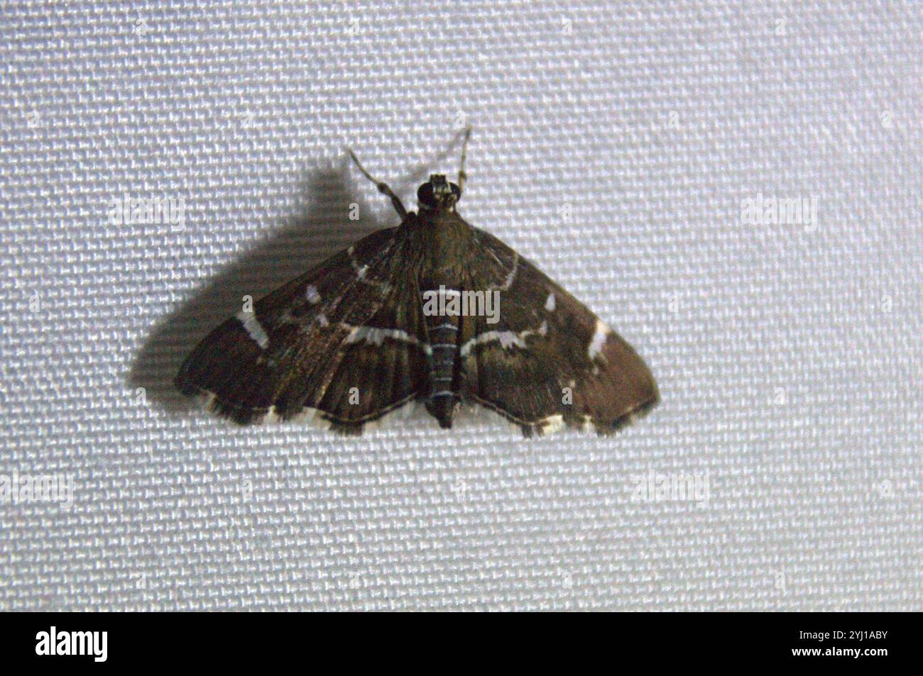 Spotted Beet Webworm Moth (Hymenia perspectalis Stock Photo - Alamy