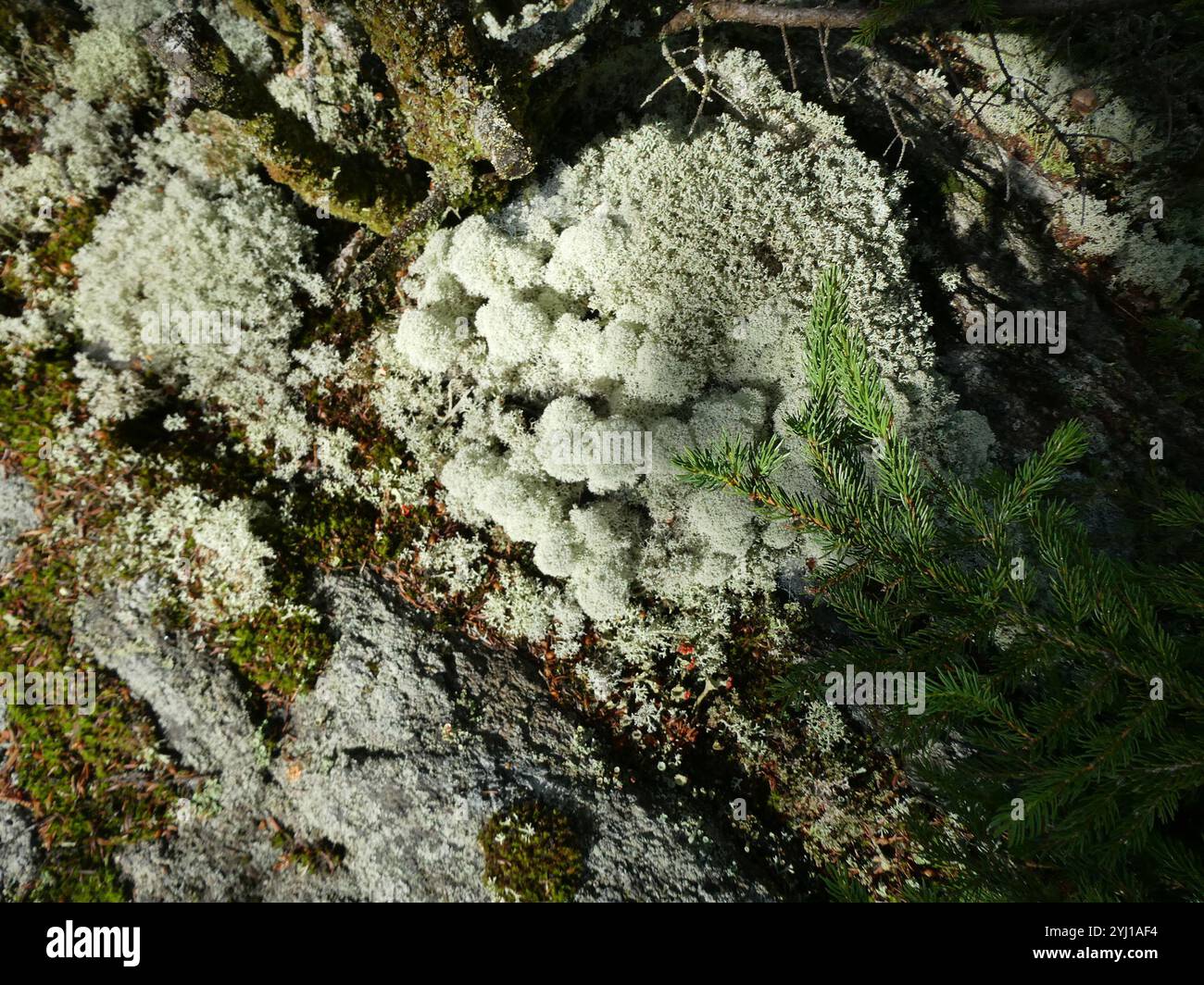 Star-tipped Reindeer Lichen (Cladonia stellaris Stock Photo - Alamy