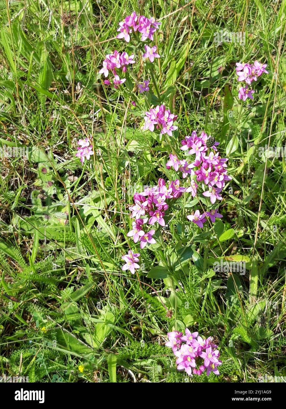 Common centaury (Centaurium erythraea Stock Photo - Alamy