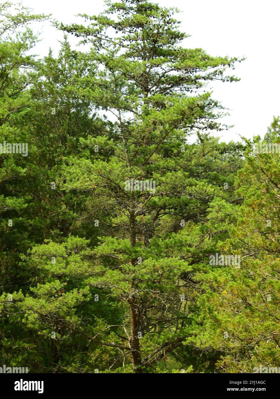 Virginia pine (Pinus virginiana Stock Photo - Alamy