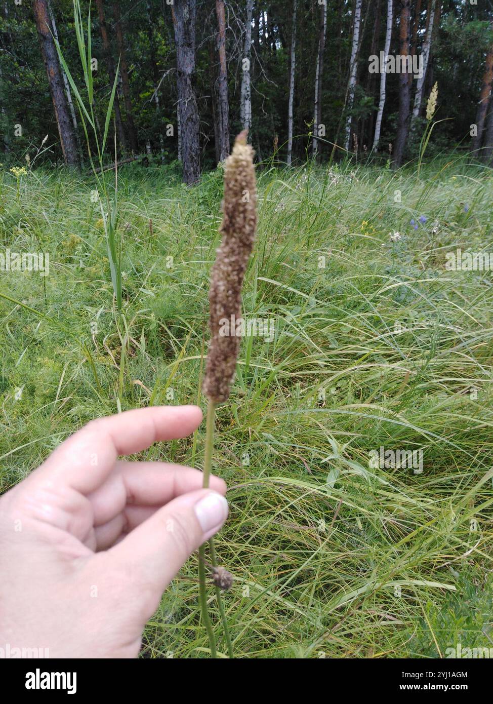 Plantago maxima hi-res stock photography and images - Alamy
