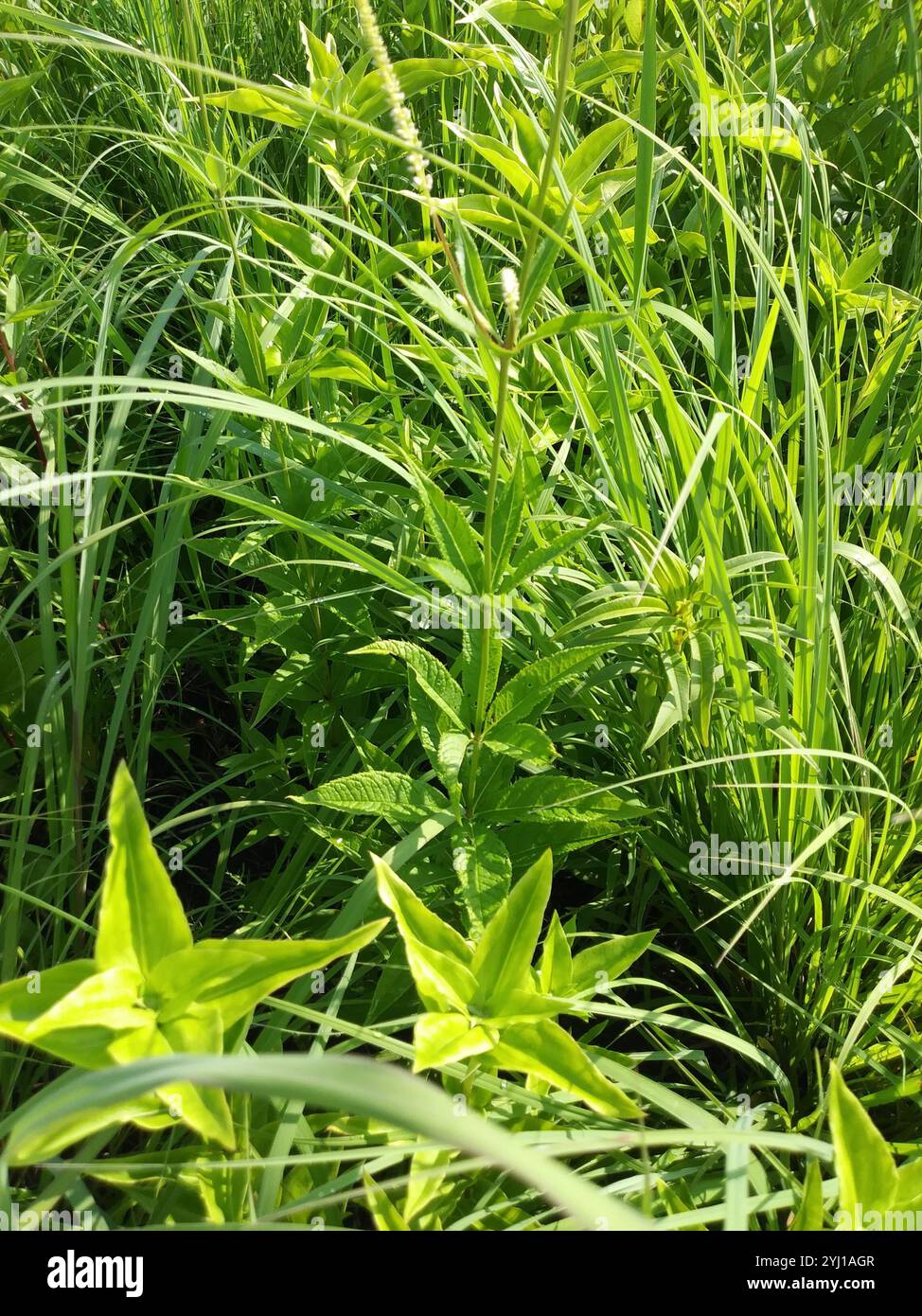 Culver's root (Veronicastrum virginicum Stock Photo - Alamy