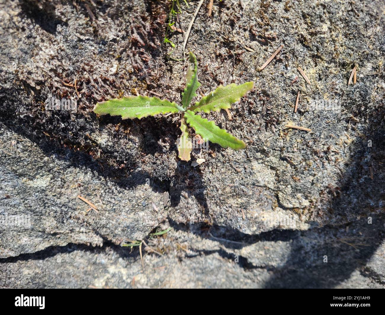 coastal burnweed (Senecio minimus Stock Photo - Alamy