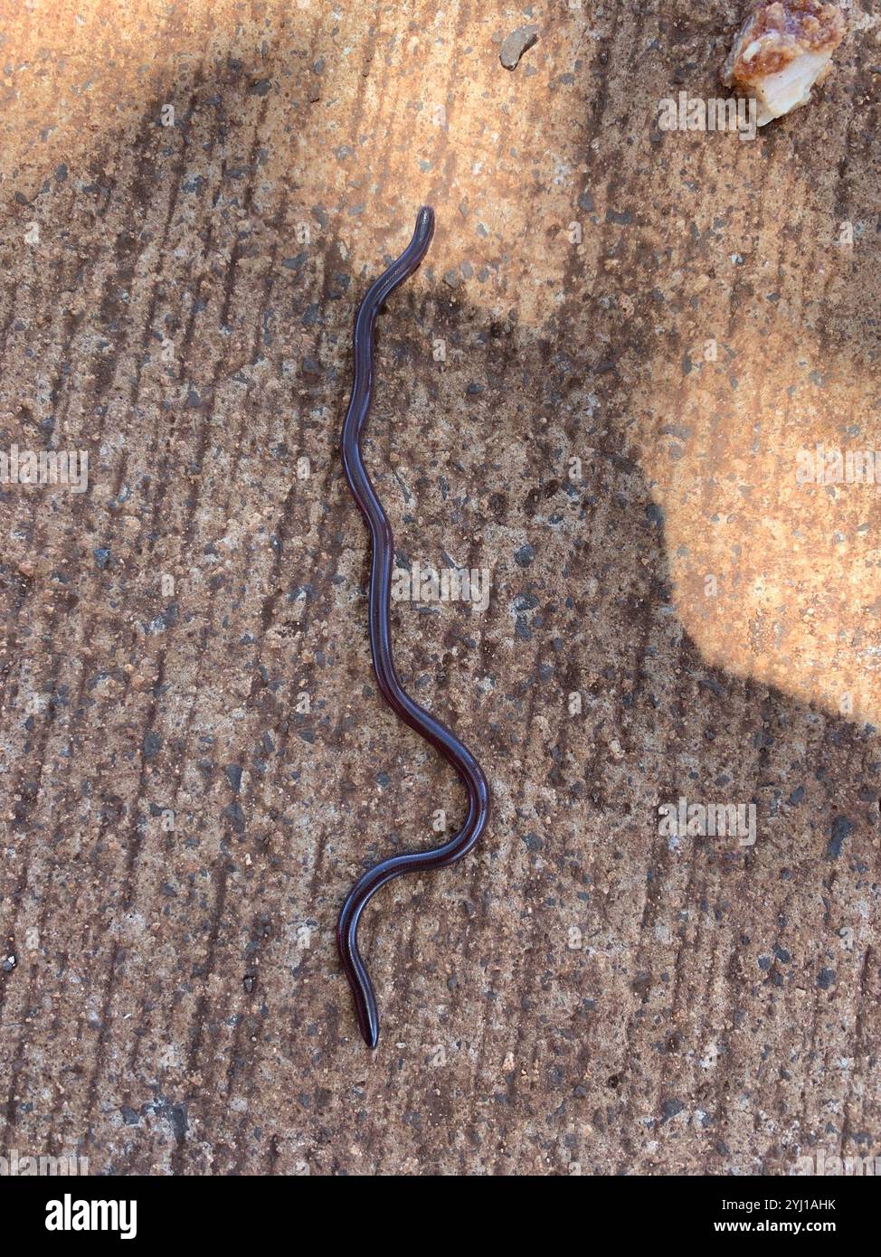 Brahminy Blindsnake (Indotyphlops braminus Stock Photo - Alamy