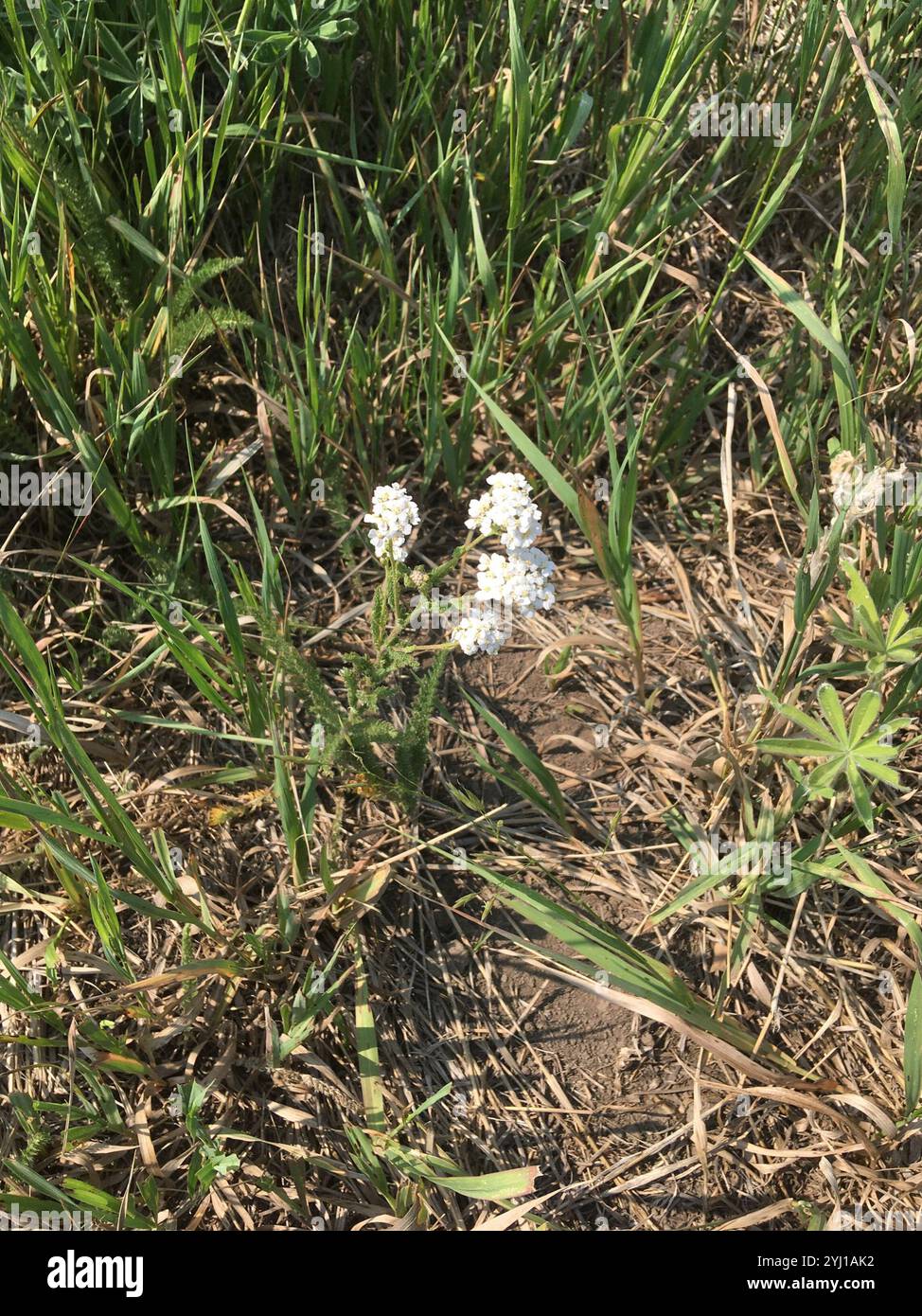 common yarrow (Achillea millefolium Stock Photo - Alamy