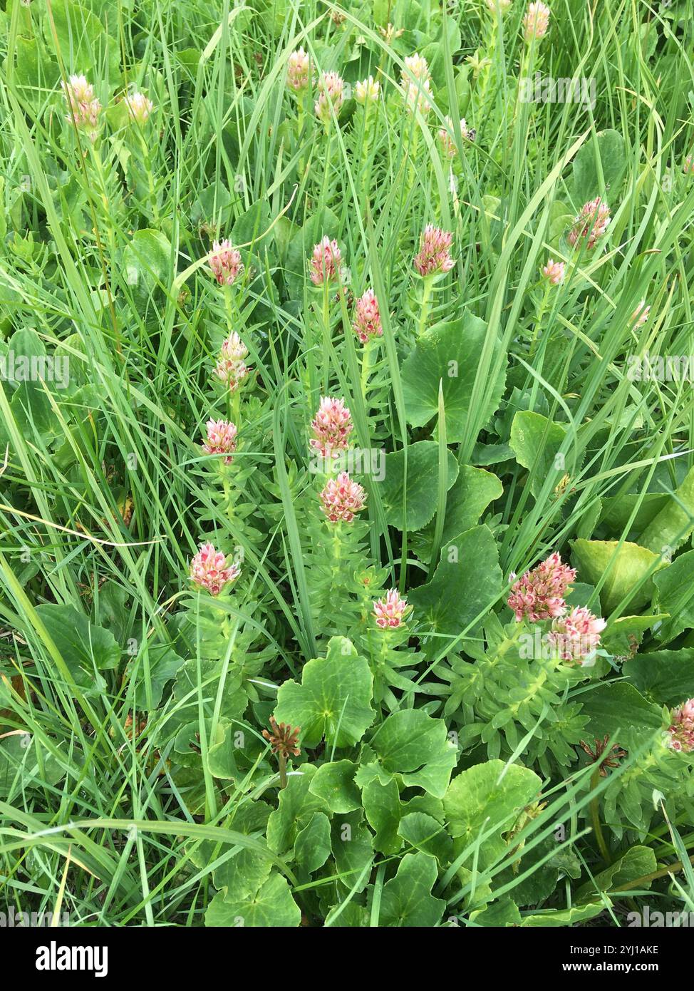 Queen's Crown (Rhodiola rhodantha Stock Photo - Alamy
