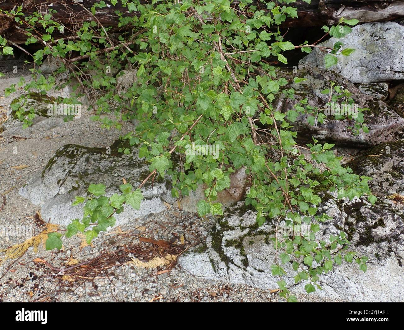 Pacific ninebark (Physocarpus capitatus Stock Photo - Alamy