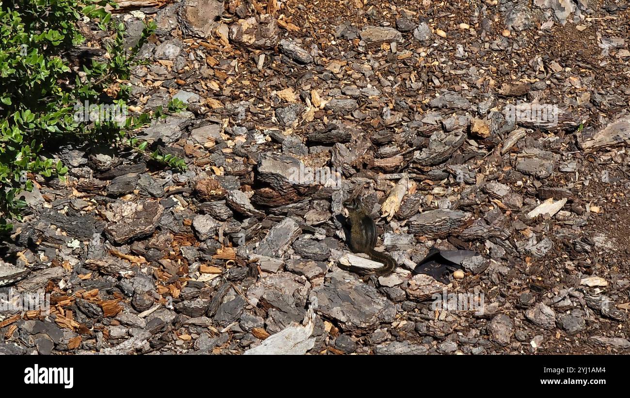 Merriam's Chipmunk (Neotamias merriami Stock Photo - Alamy