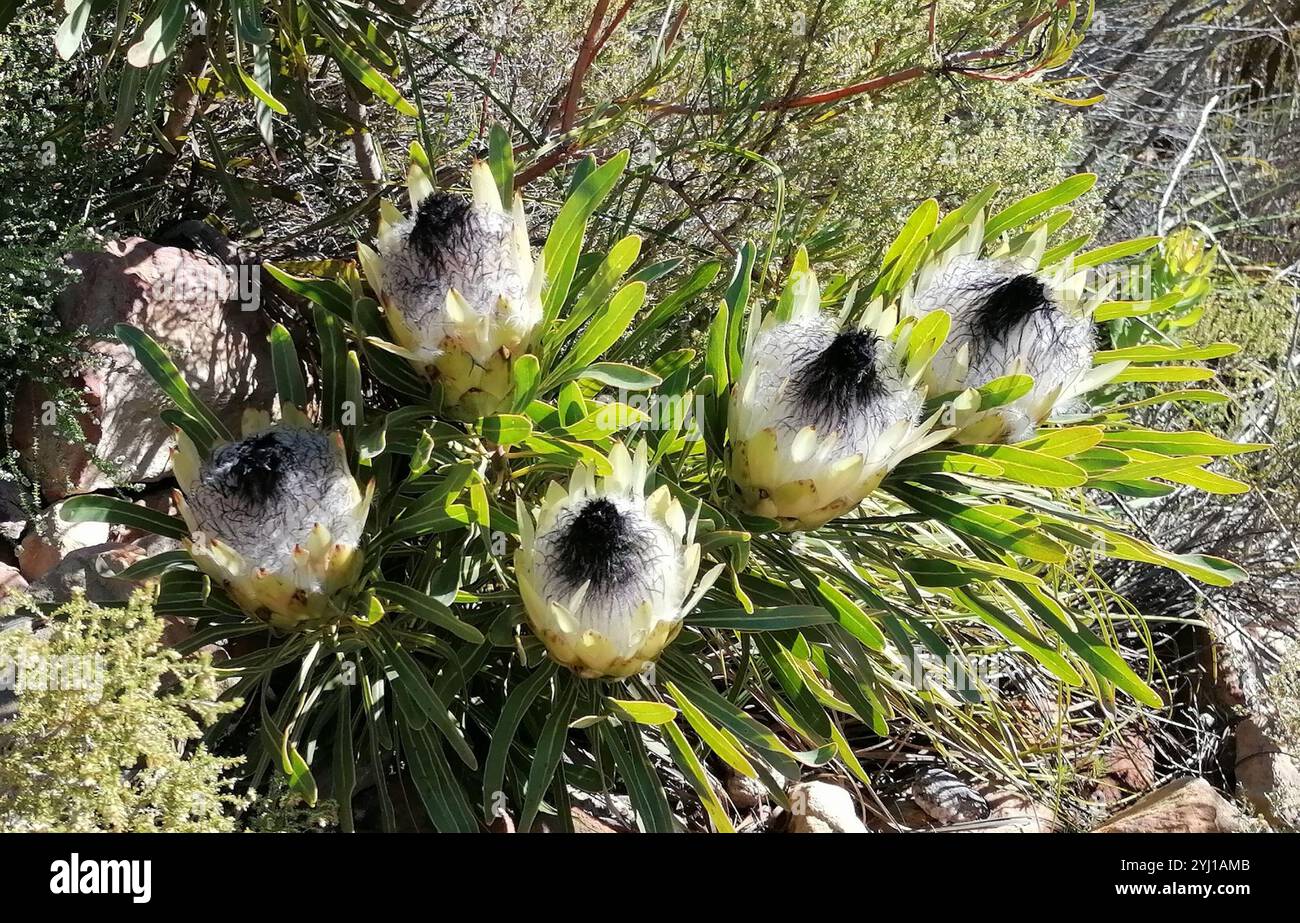 Long-leaf Sugarbush (Protea longifolia Stock Photo - Alamy