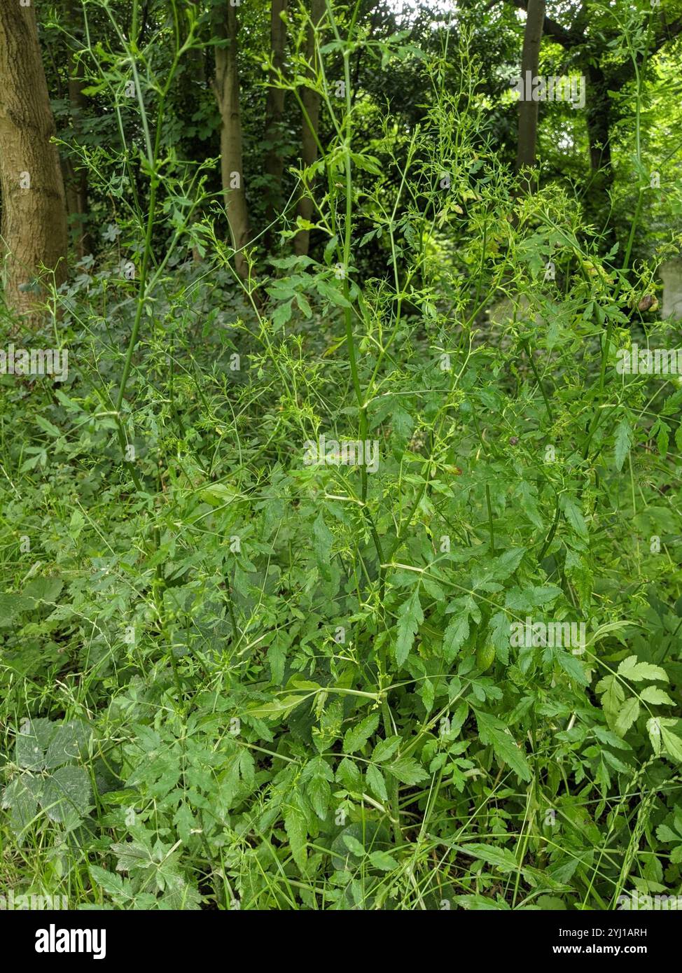 stone parsley (Sison amomum Stock Photo - Alamy