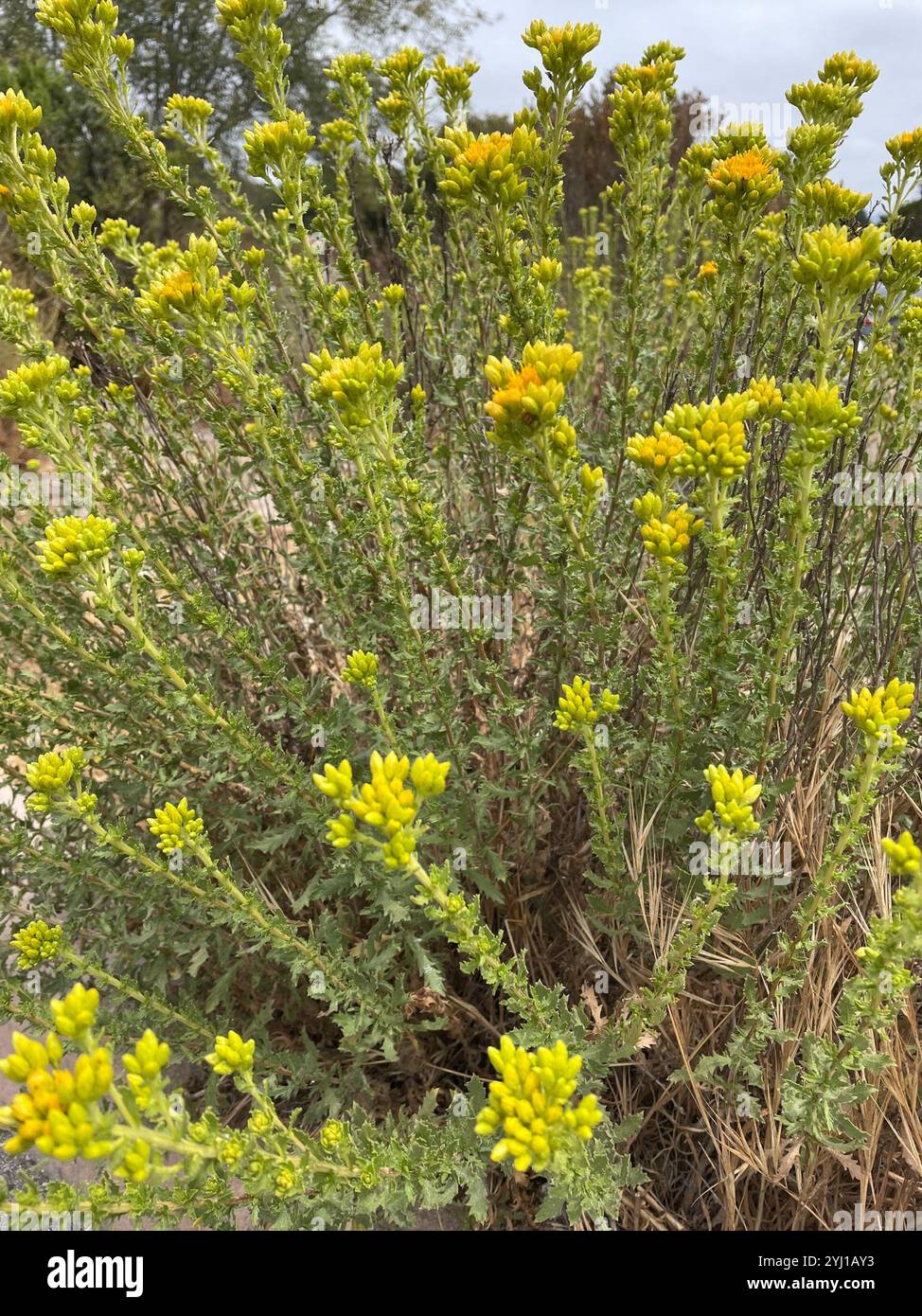 Coastal Goldenbush (Isocoma menziesii Stock Photo - Alamy