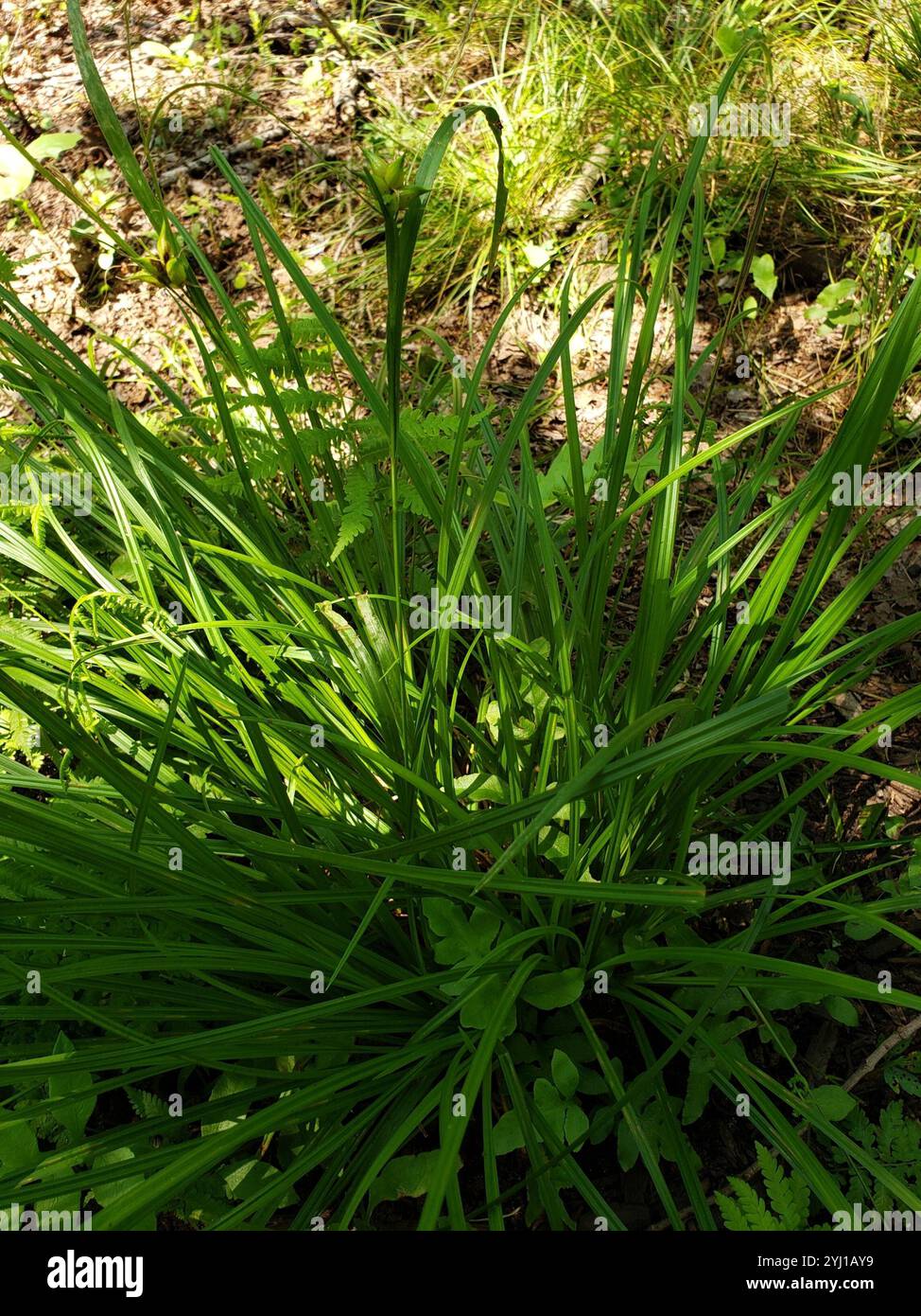 bladder sedge (Carex intumescens Stock Photo - Alamy
