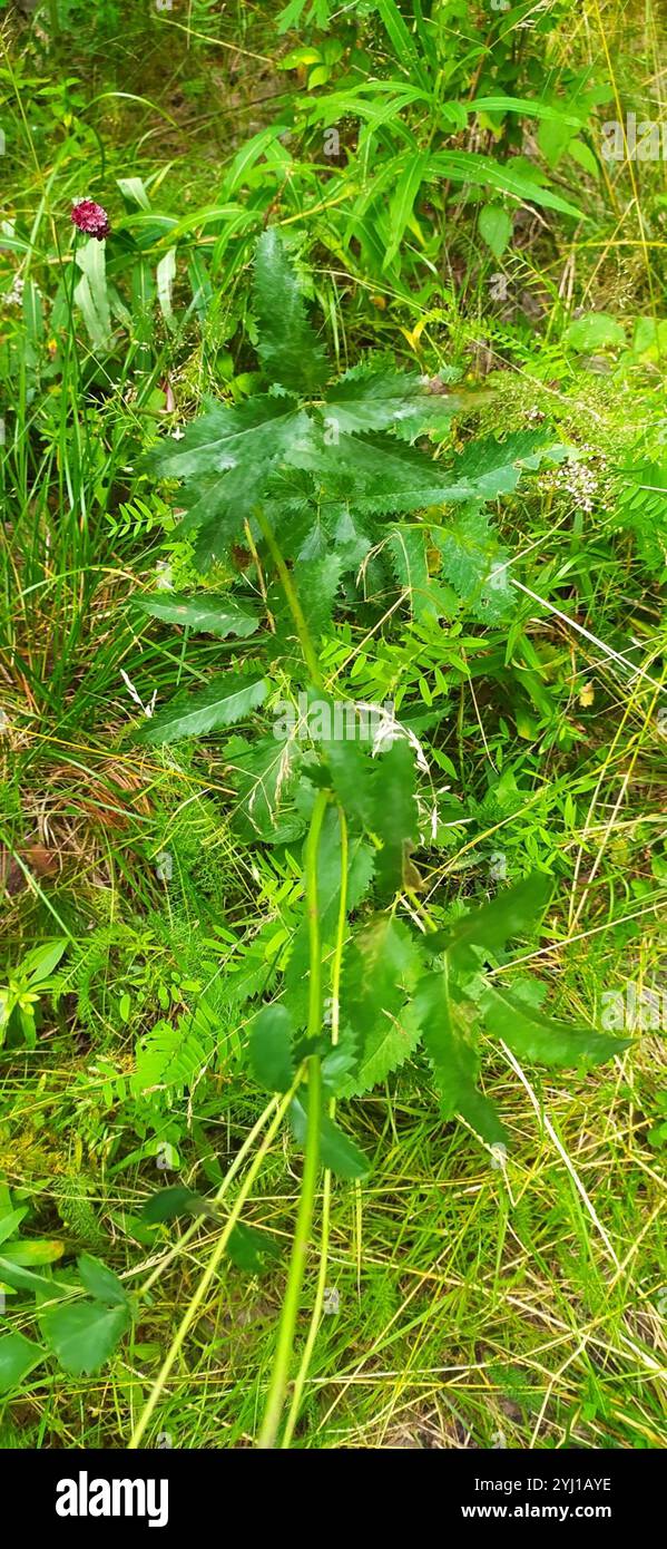 Great burnet (Sanguisorba officinalis Stock Photo - Alamy
