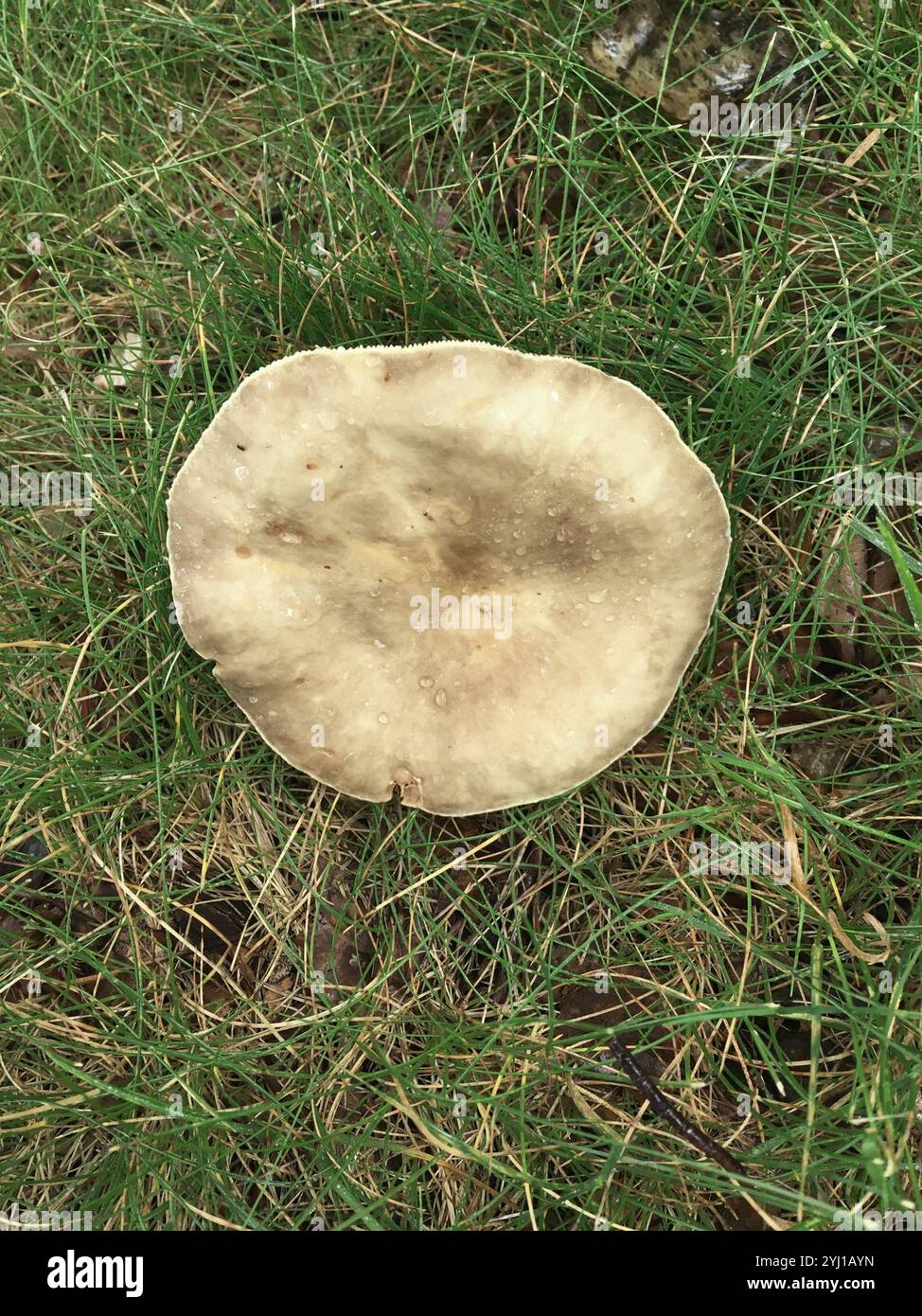 Fumosus hi-res stock photography and images - Alamy