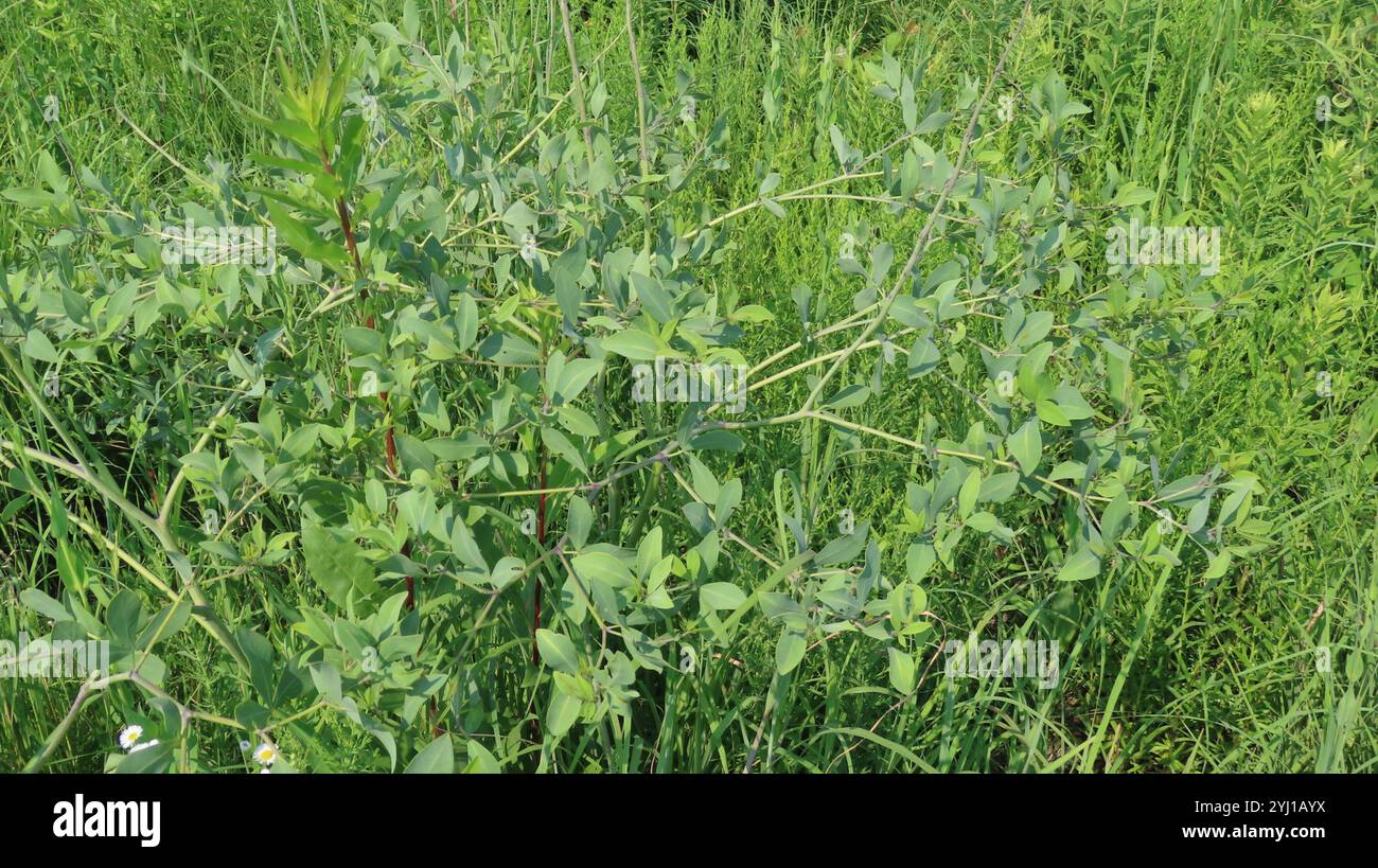 white wild indigo (Baptisia alba Stock Photo - Alamy