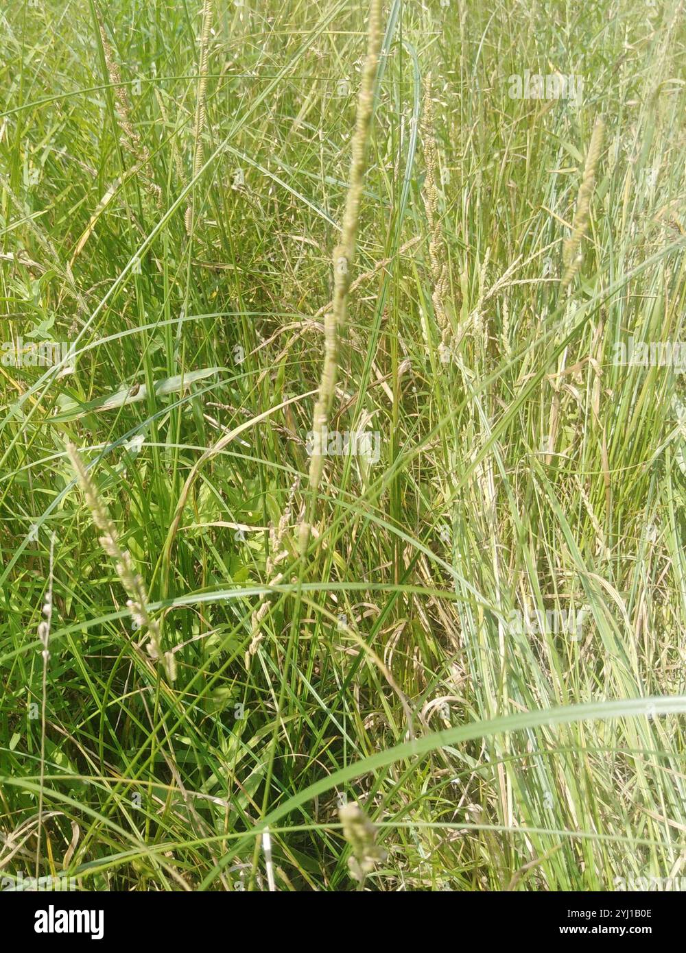 European slough-grass (Beckmannia eruciformis Stock Photo - Alamy