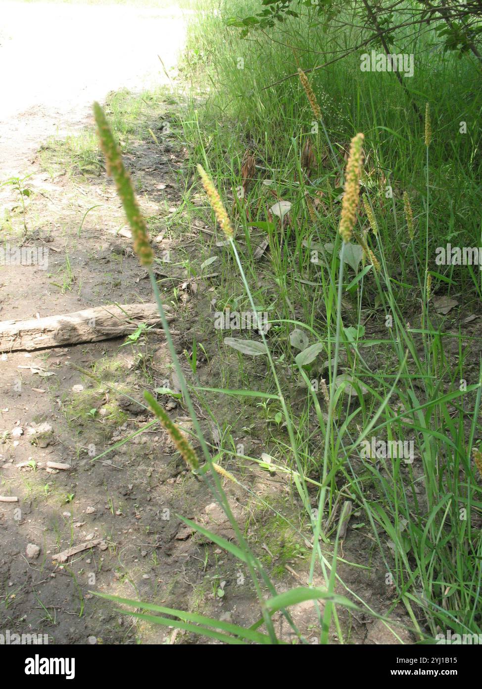 short-awn foxtail (Alopecurus aequalis Stock Photo - Alamy