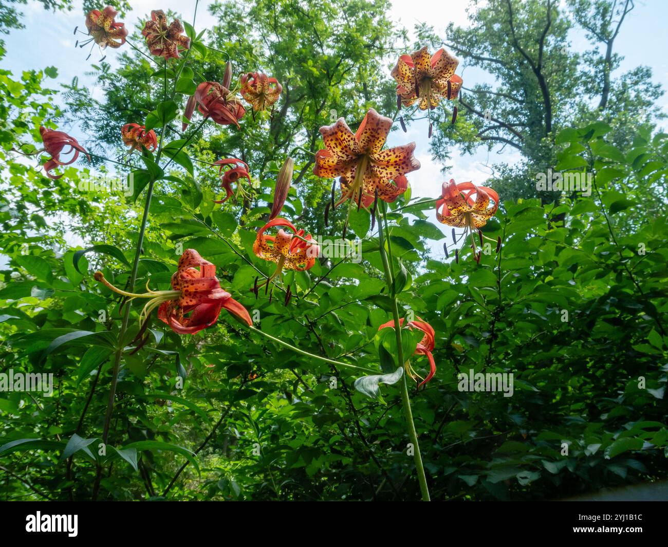 Turk's-cap lily (Lilium superbum Stock Photo - Alamy